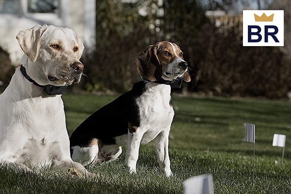 5 Best Invisible Fences - Mar. 2025 - BestReviews